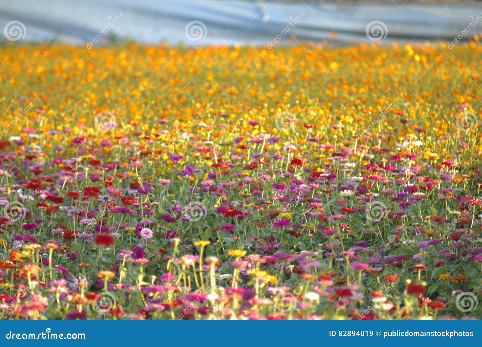 Feld Der Blumen Bild. Bild: 82894019