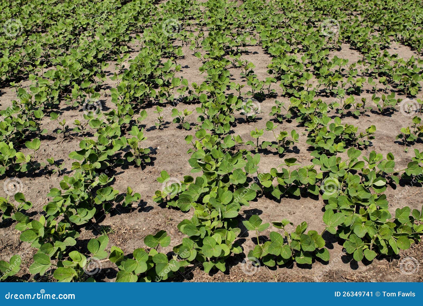 Feld der Bohnen stockbild. Bild von fotosynthese, punkt - 26349741