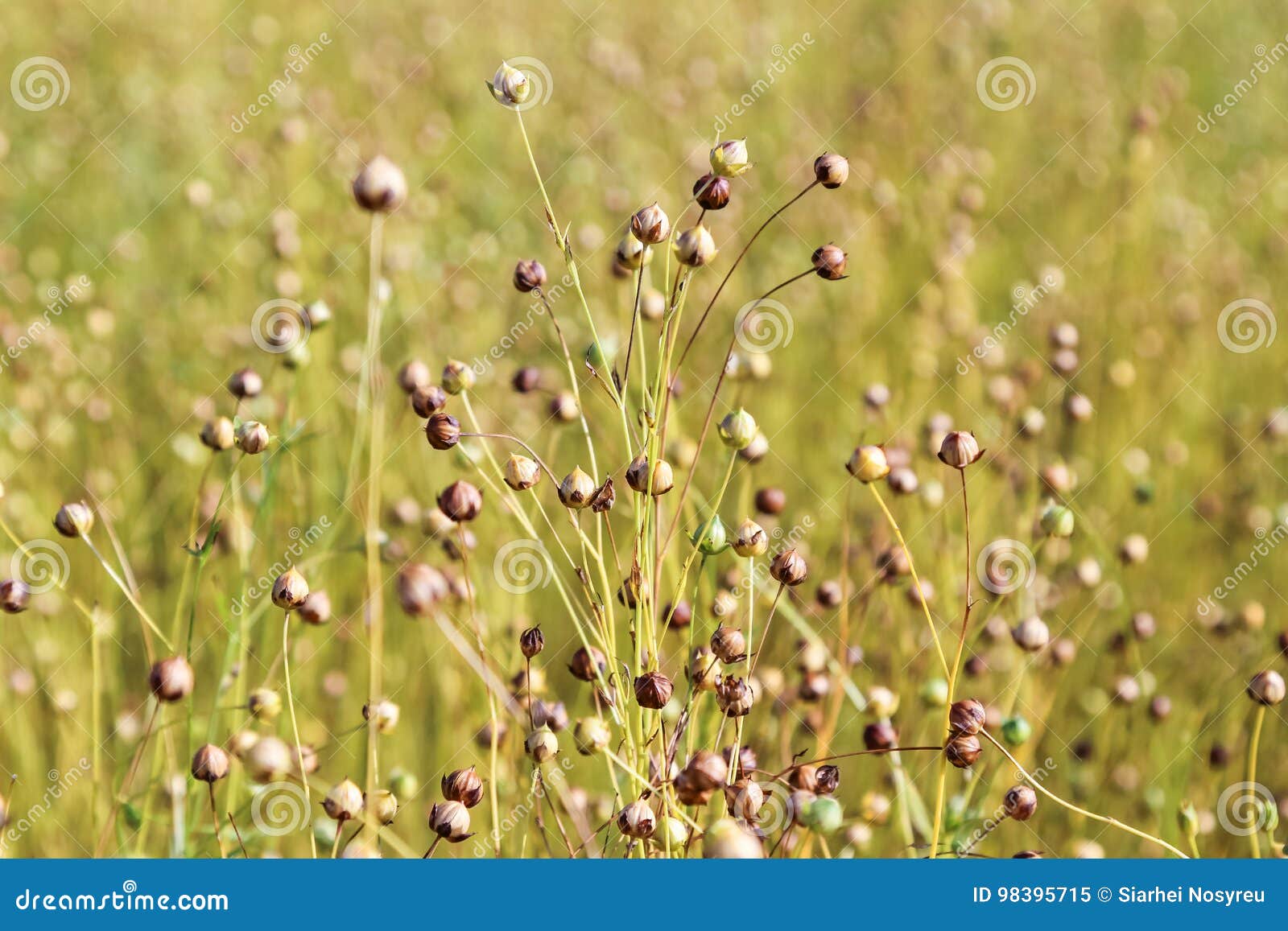 Feld Der Flachspflanze, Abschluss Oben Stockbild - Bild von wachsen ...