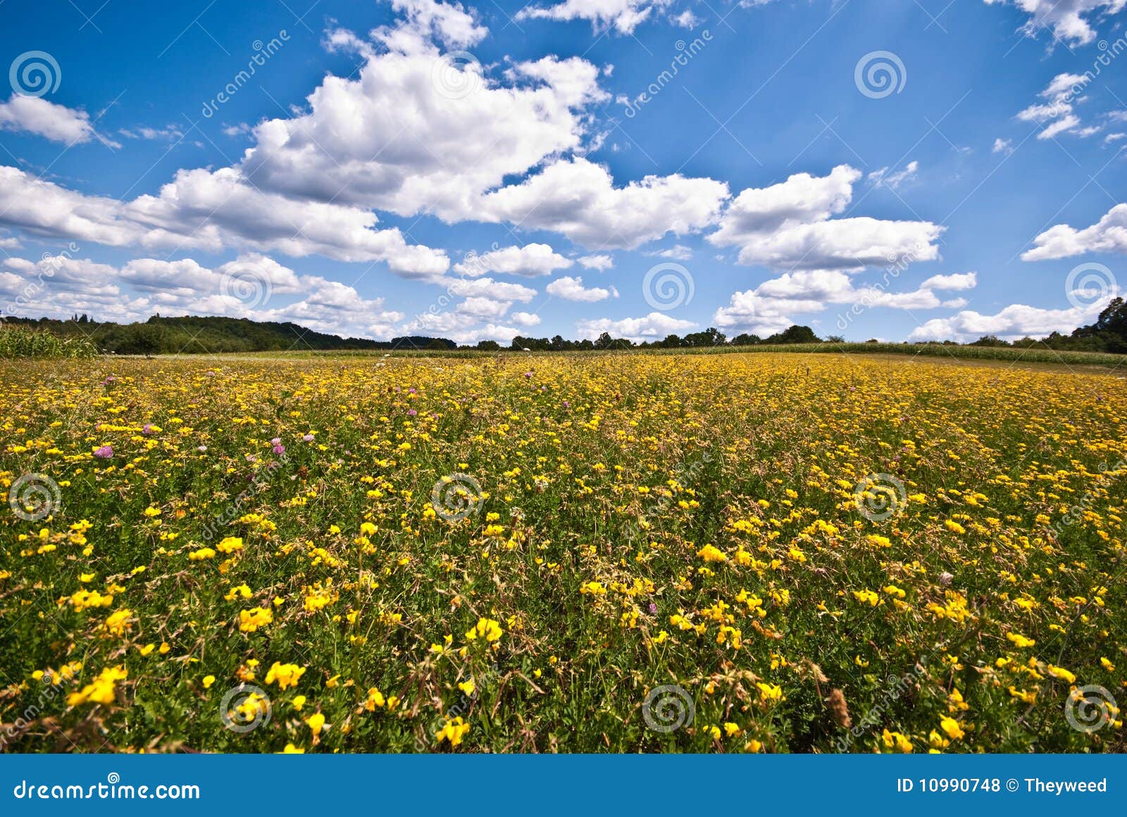 Feld der gelben Blumen stockfoto. Bild von blau, himmel - 10990748