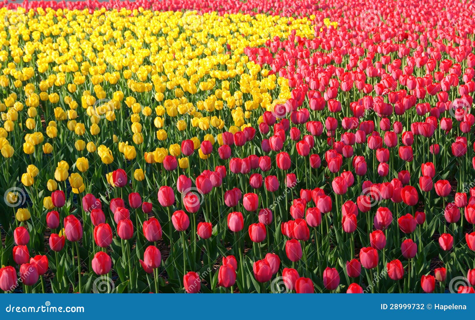 Feld Der Gelben Und Roten Blumen Stockfoto - Bild von blume, feld: 28999732