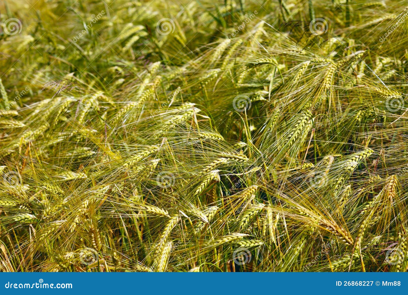 Feld der Gerste stockbild. Bild von deutschland, wachsen - 26868227