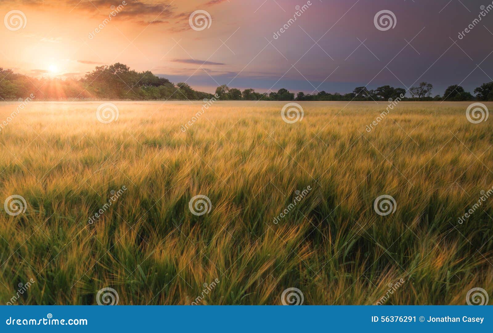 Feld Der Gerste Bei Sonnenuntergang Stockbild - Bild von fotografiert ...
