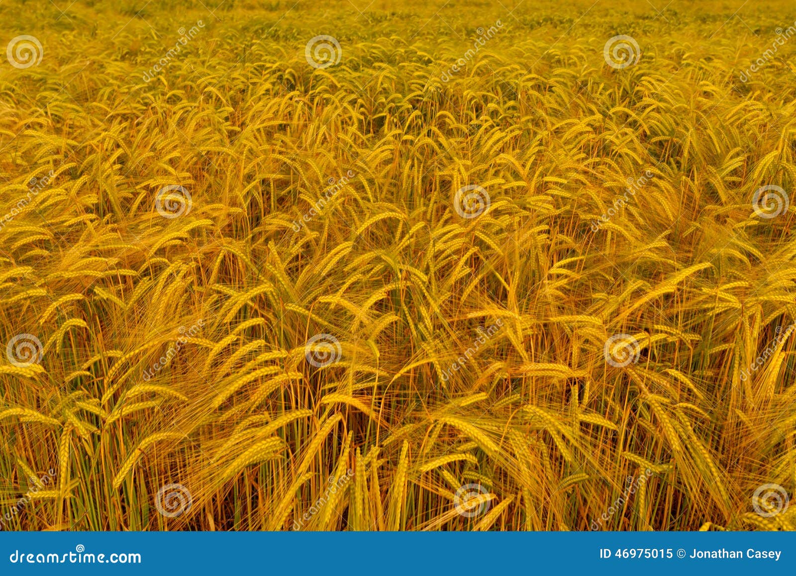 Feld der goldenen Gerste stockbild. Bild von weizen, sommer - 46975015