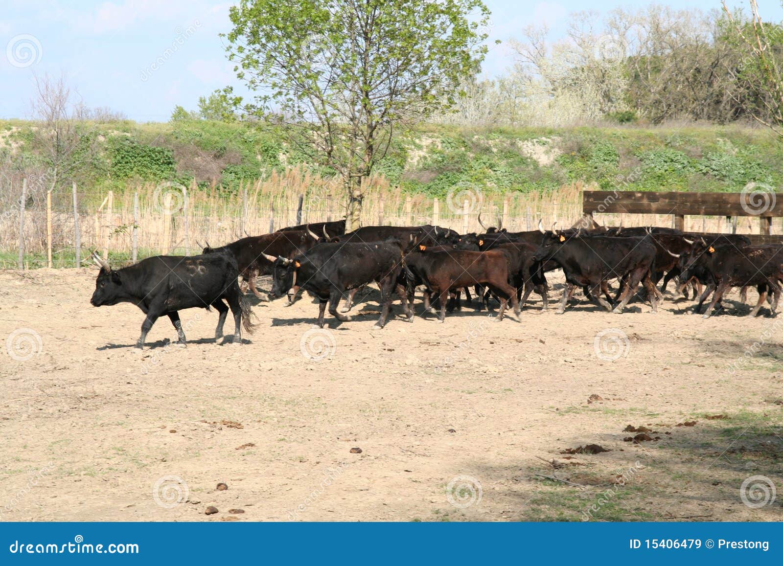 Feld der Stiere. stockbild. Bild von säugetiere, bauernhof - 15406479