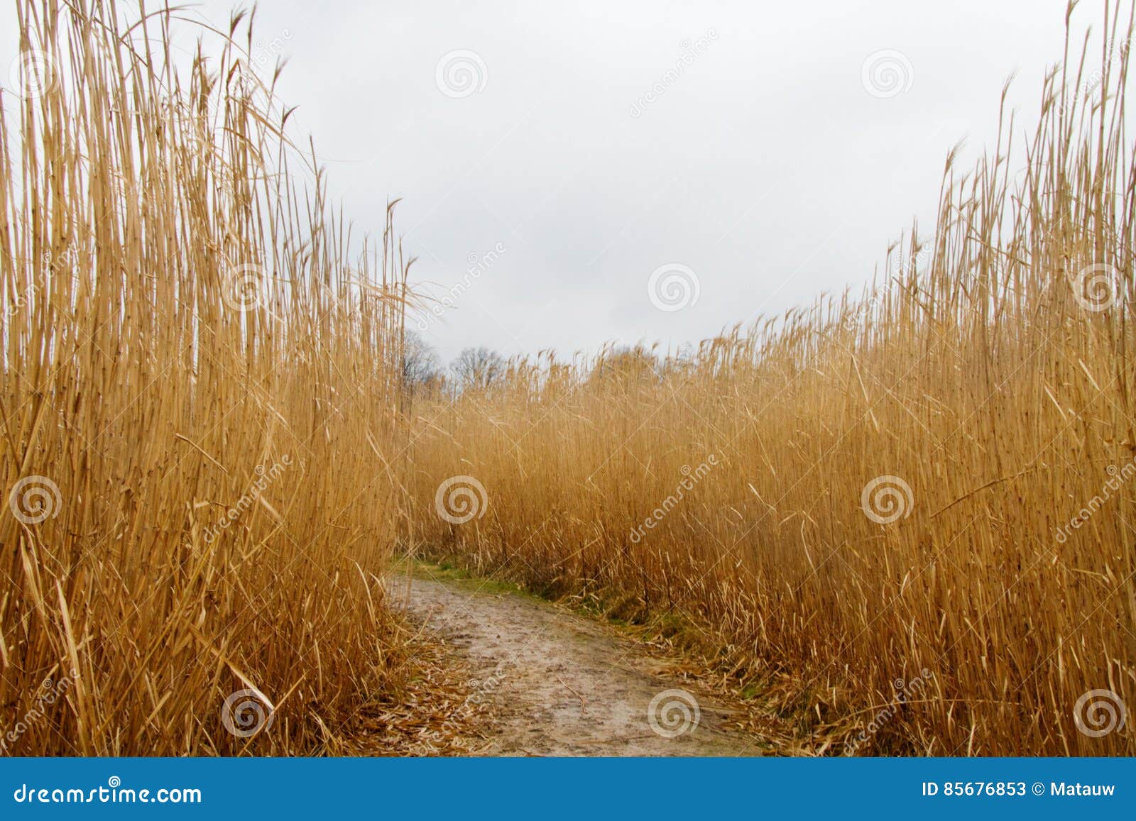 Feld des Riesen Miscanthus stockbild. Bild von lebendmasse - 85676853