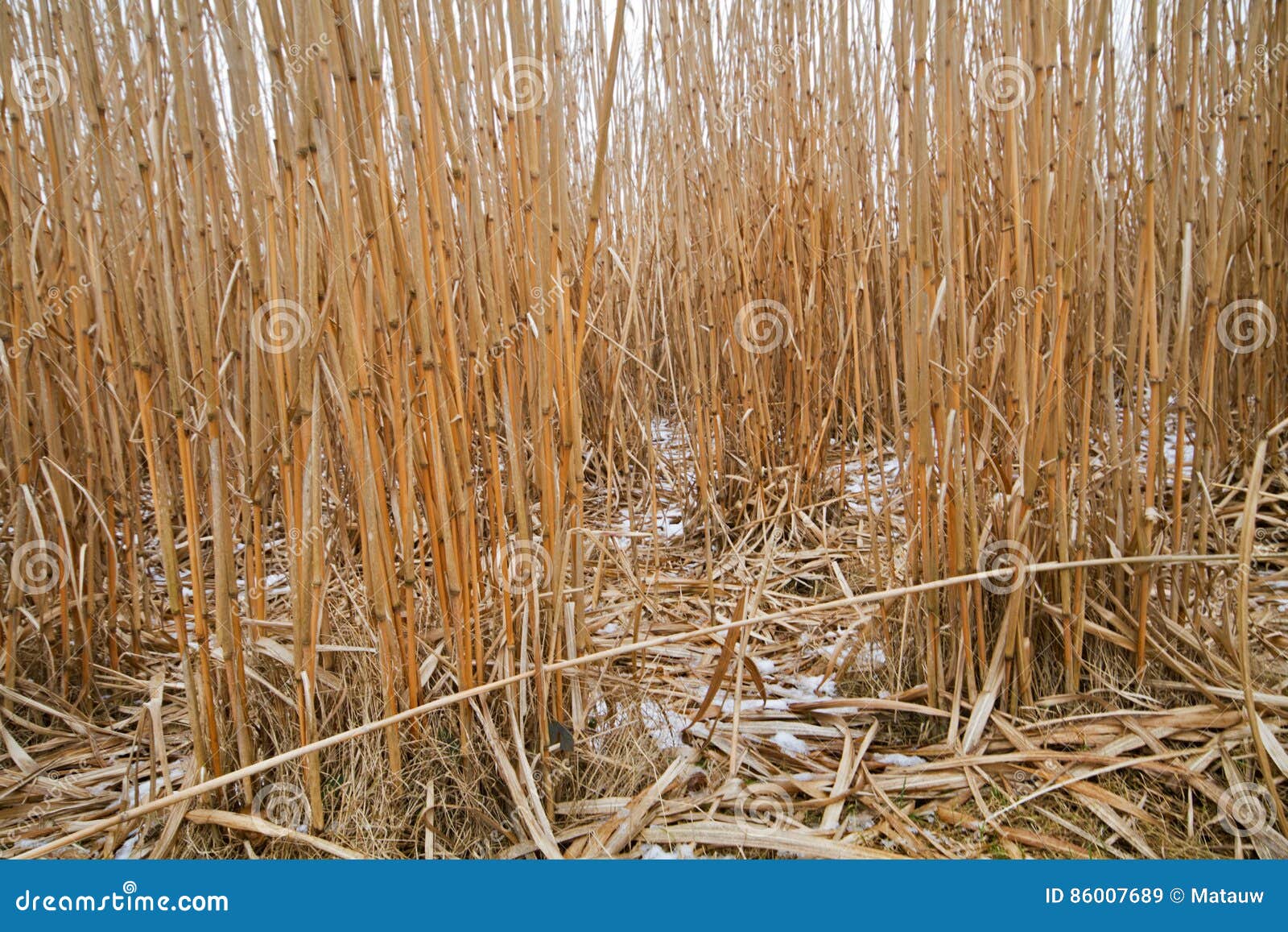 Feld des Riesen Miscanthus stockbild. Bild von feld, gras - 86007689