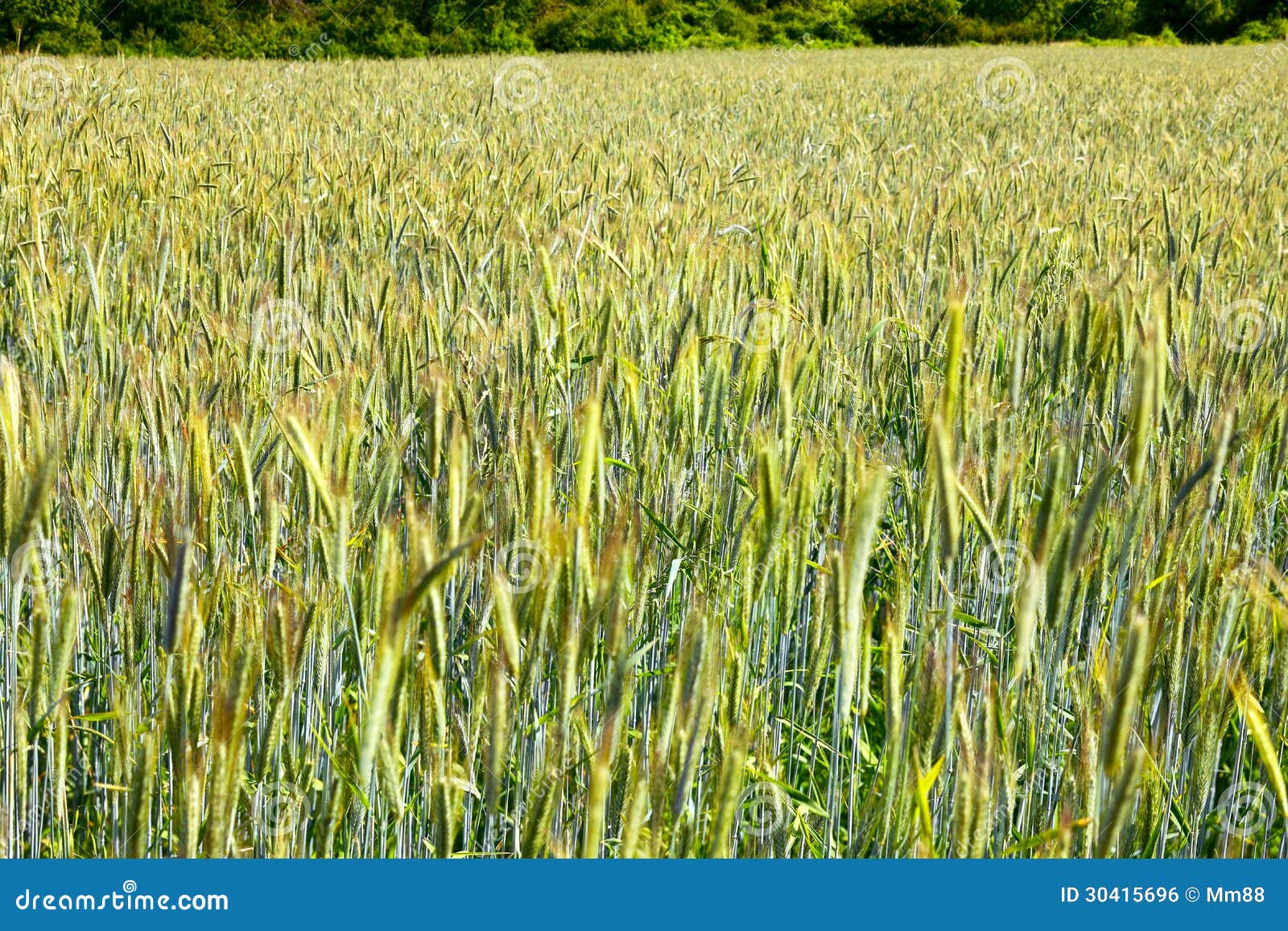 Feld des Roggens stockfoto. Bild von monokultur, kreis - 30415696