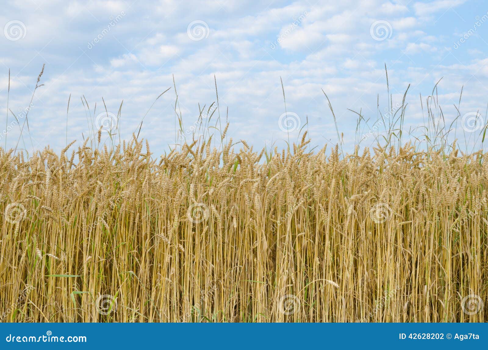 Feld Des Weizens, Getreidekorn Stockfoto - Bild von land, gold: 42628202