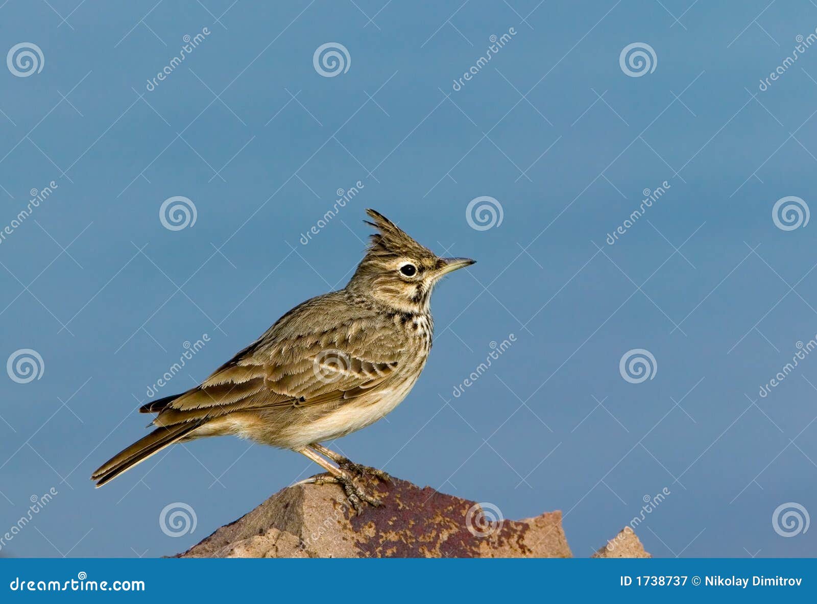 Feld-Lerche stockbild. Bild von piepmatz, feld, tier, vogel - 1738737