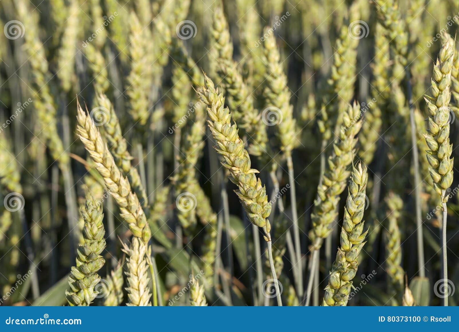 Feld mit Getreide stockfoto. Bild von landschaft, roggen - 80373100