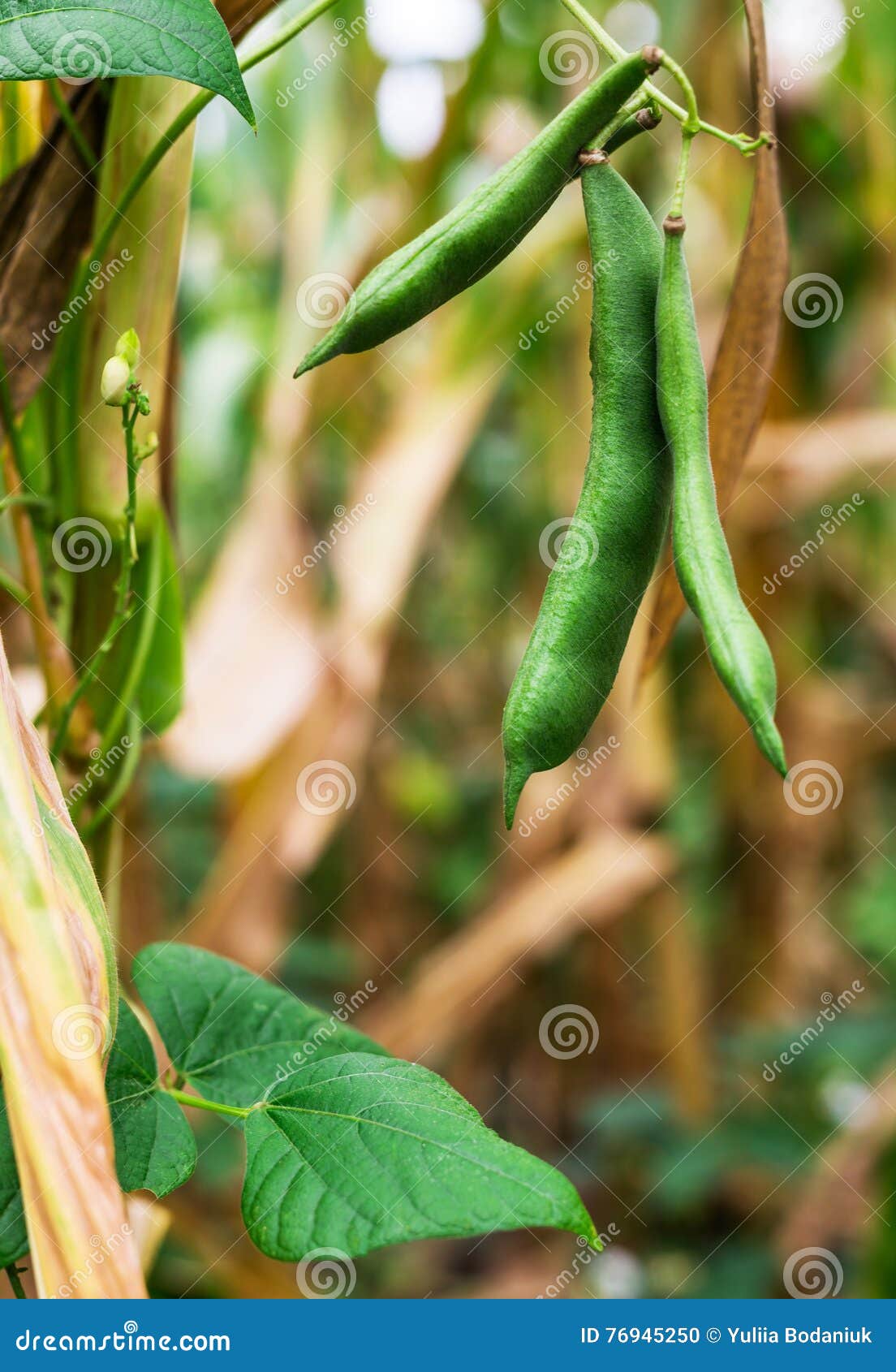 Feld Mit Haufen Von Gartenbohnen Im Sommer Stockfoto - Bild von garten ...