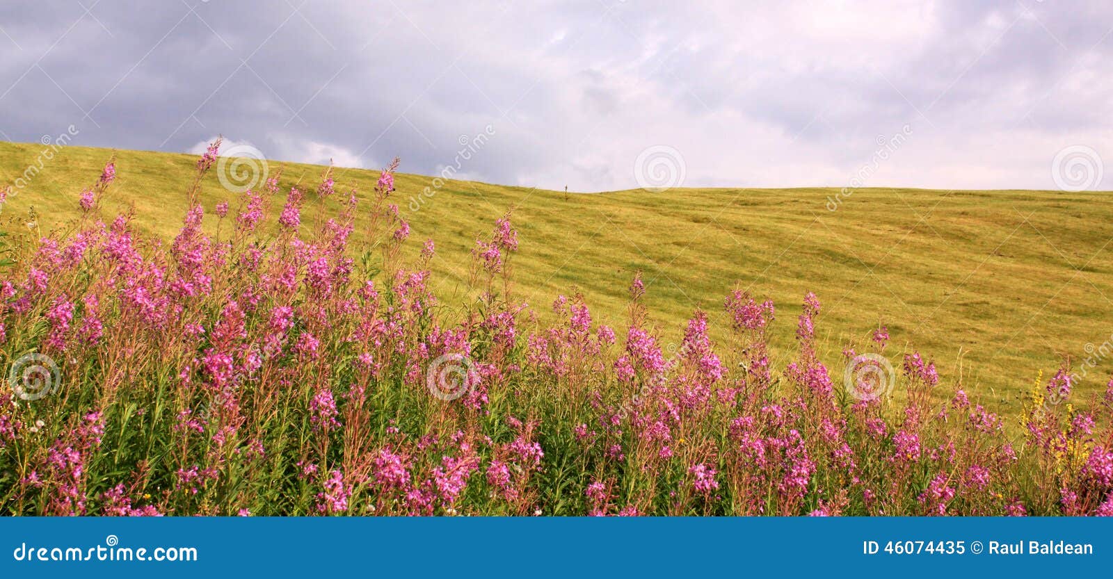 Feld Mit Plink Blumen Und Himmel Im Sommer Stockbild - Bild von rosa ...