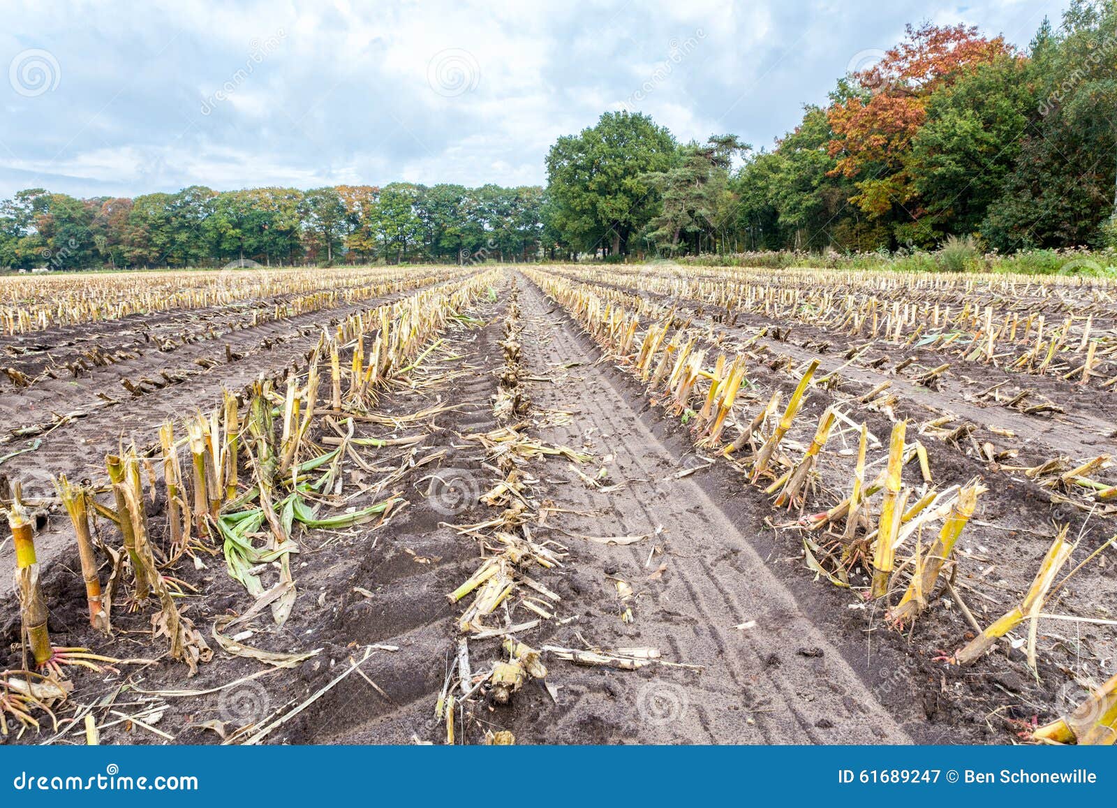 Feld Mit Reihen Von Maisstoppeln Im Herbst Stockbild - Bild von vieh ...