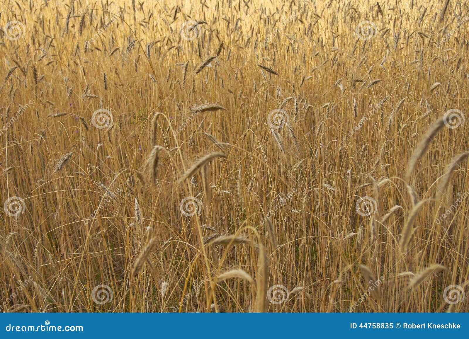 20,955 Weichweizen Fotos - Kostenlose und Royalty-Free Stock-Fotos von ...