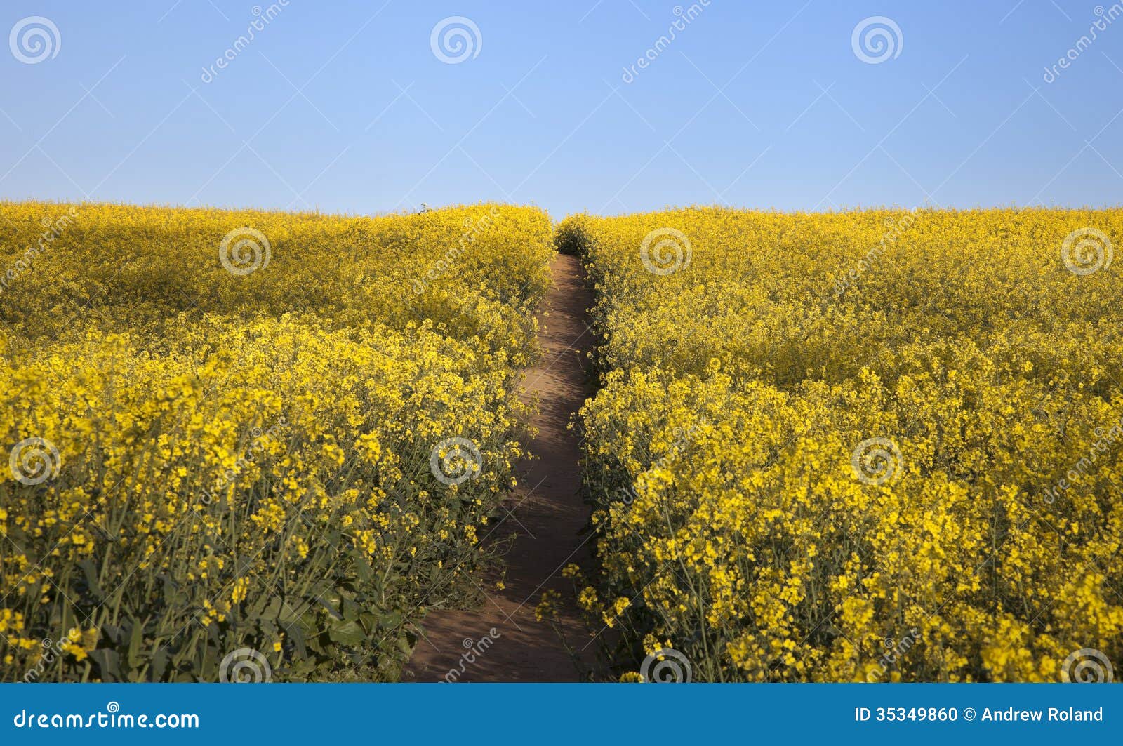 Feld von Blumen mit Weg stockfoto. Bild von organisch - 35349860