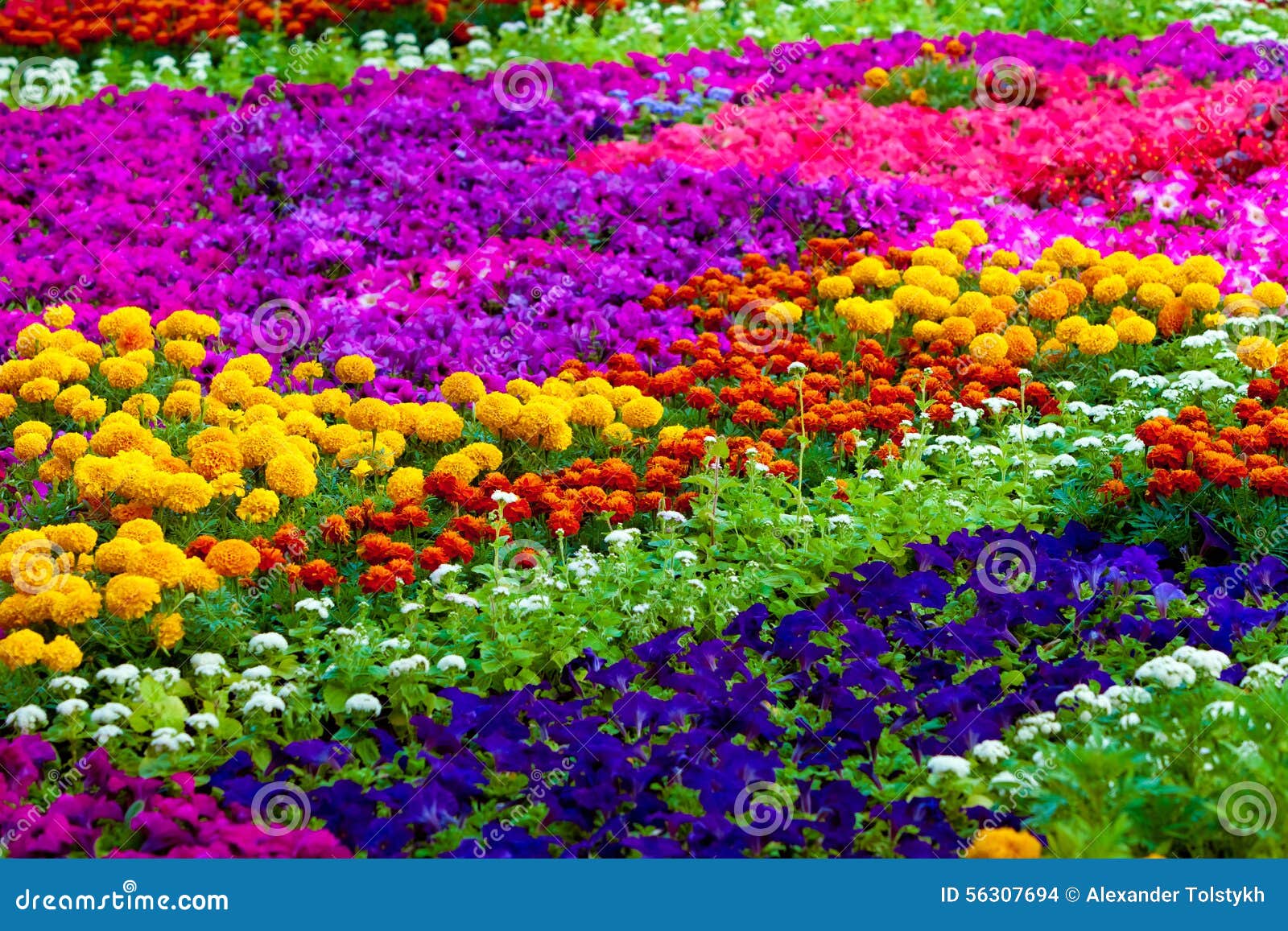 Feld Von Blumen Von Verschiedenen Farben Stockfoto - Bild von blau ...