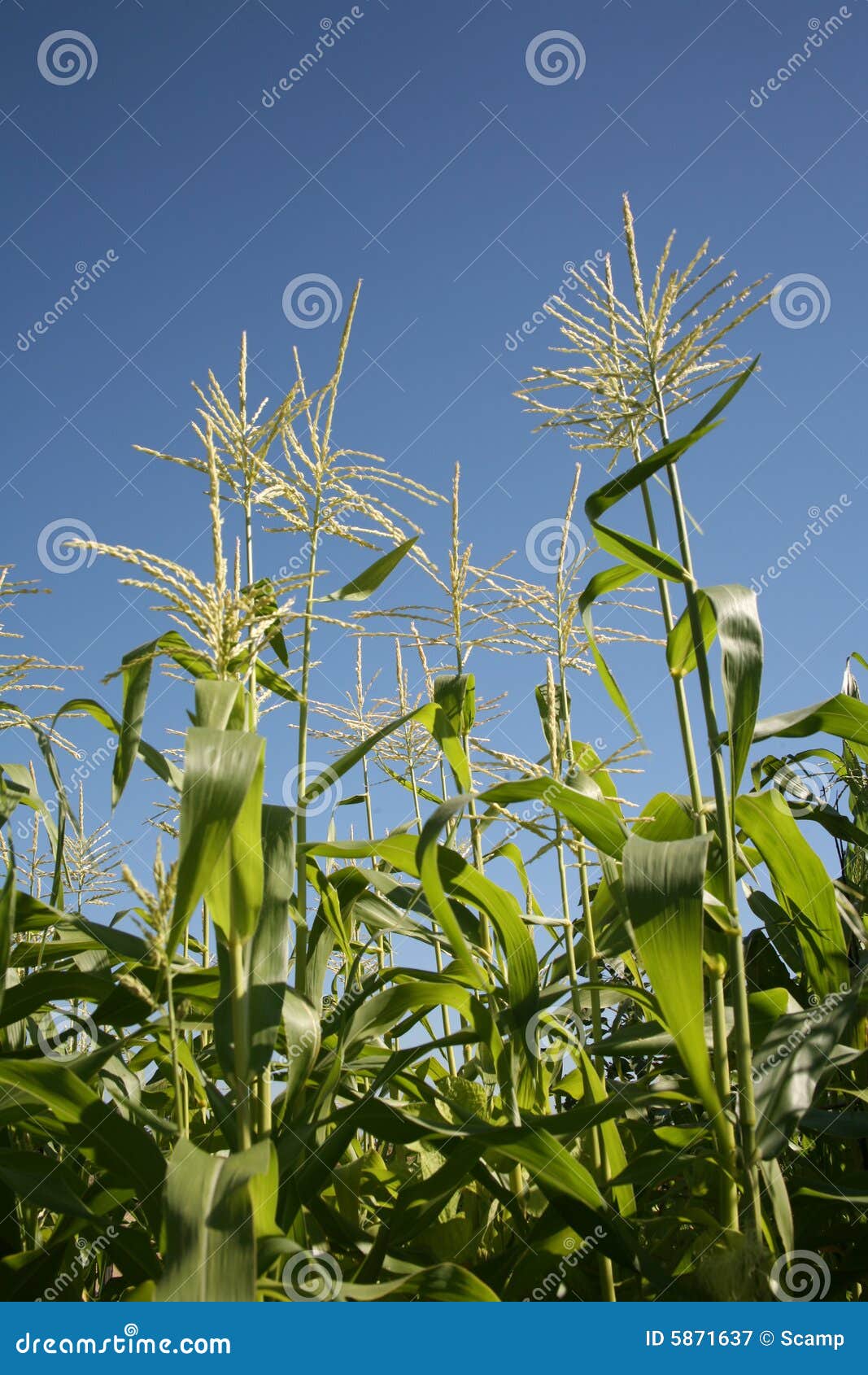 Feld von Mais stockbild. Bild von landwirtschaft, landwirtschaftlich ...