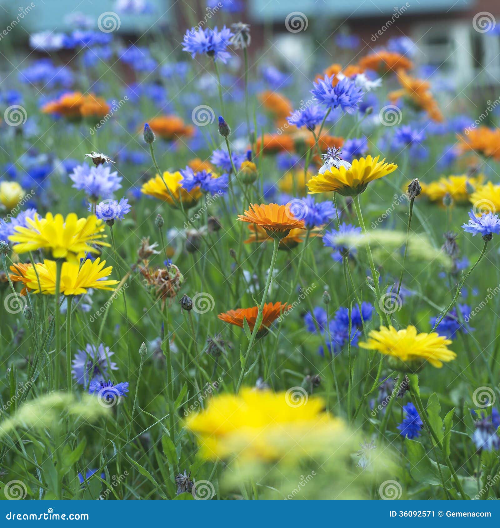 Felder mit Blumen stockbild. Bild von blume, getreide - 36092571