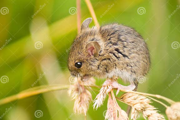 Feldmaus stockbild. Bild von greifer, landschaft, nett - 8528319