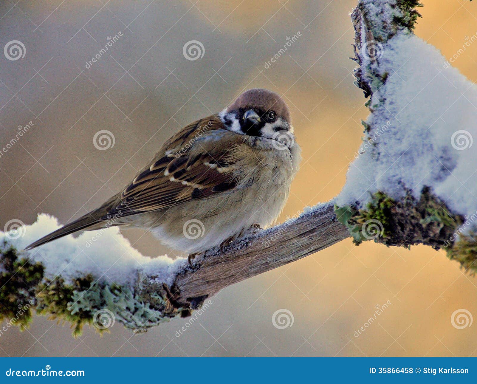 Feldsperling Auf Einer Winterniederlassung Stockfoto - Bild von ...