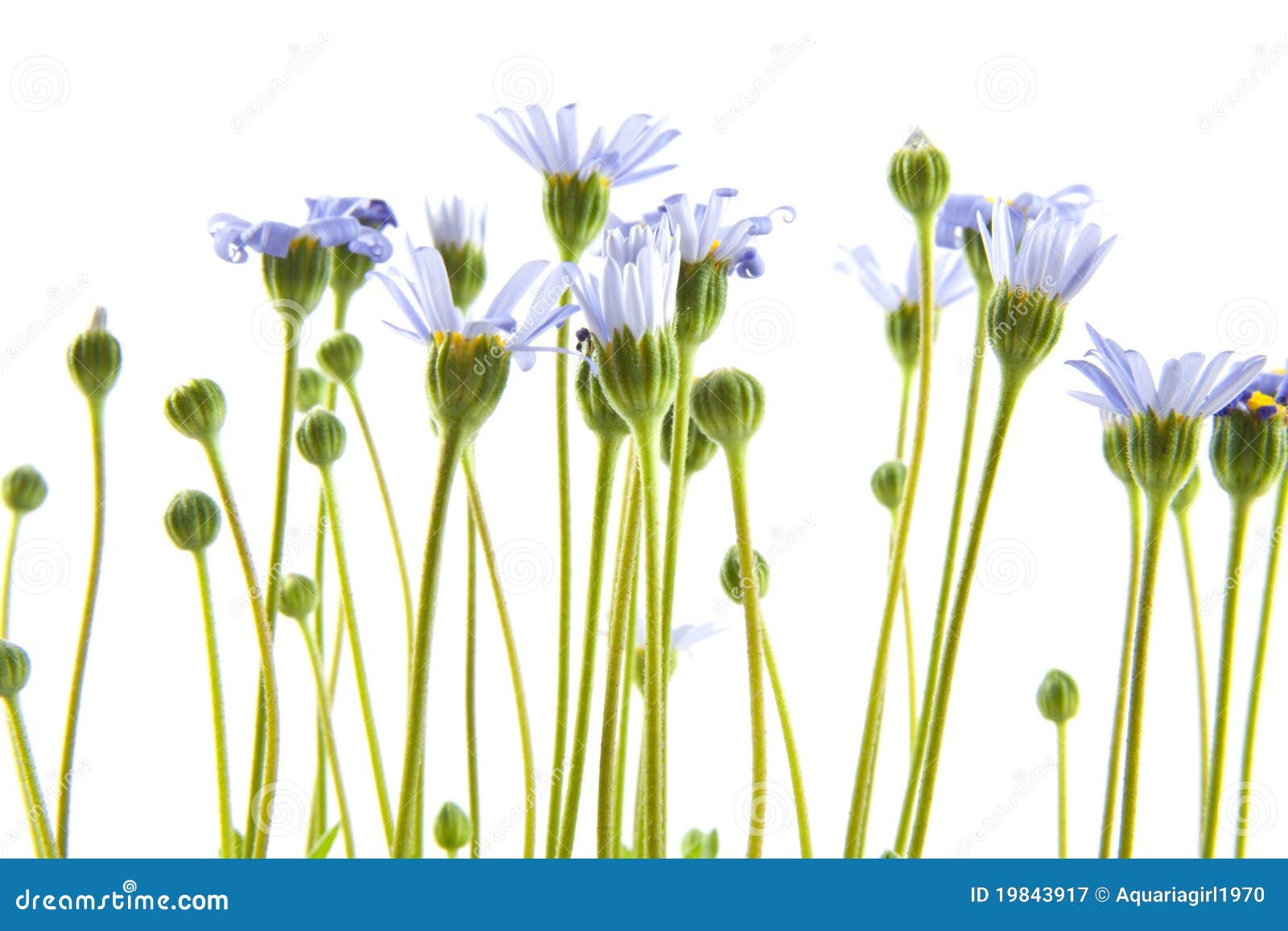 Felicia stock image. Image of flower, leaf, padova, plant - 19843917