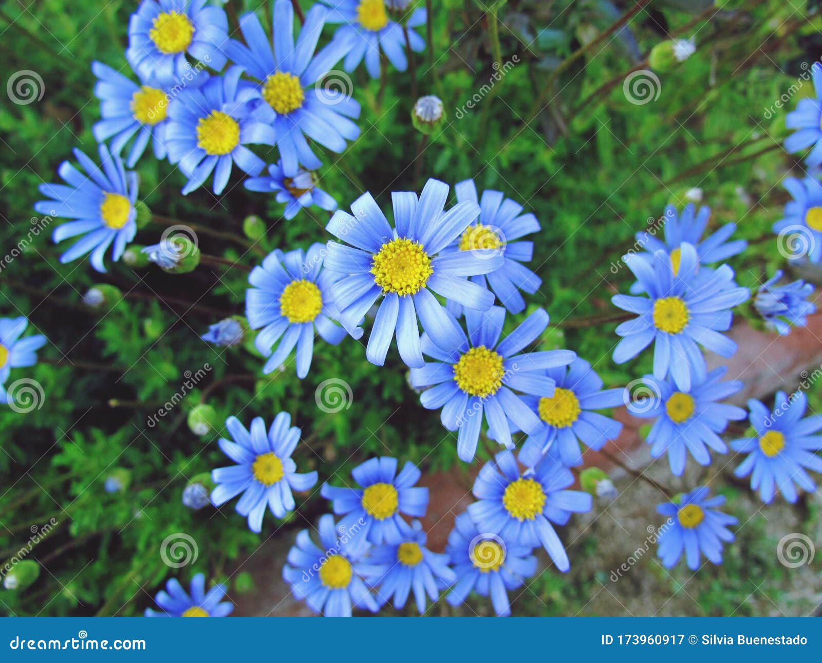 Felicia Amelloides, The Blue Daisy Bush,blue Felicia Isolated On White ...