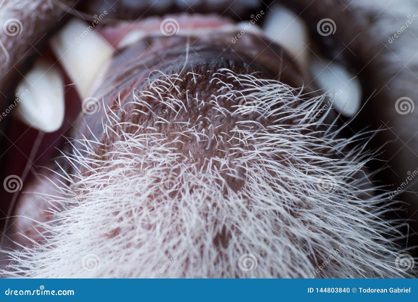 Feline acne concept stock photo. Image of care, hospital - 144803840