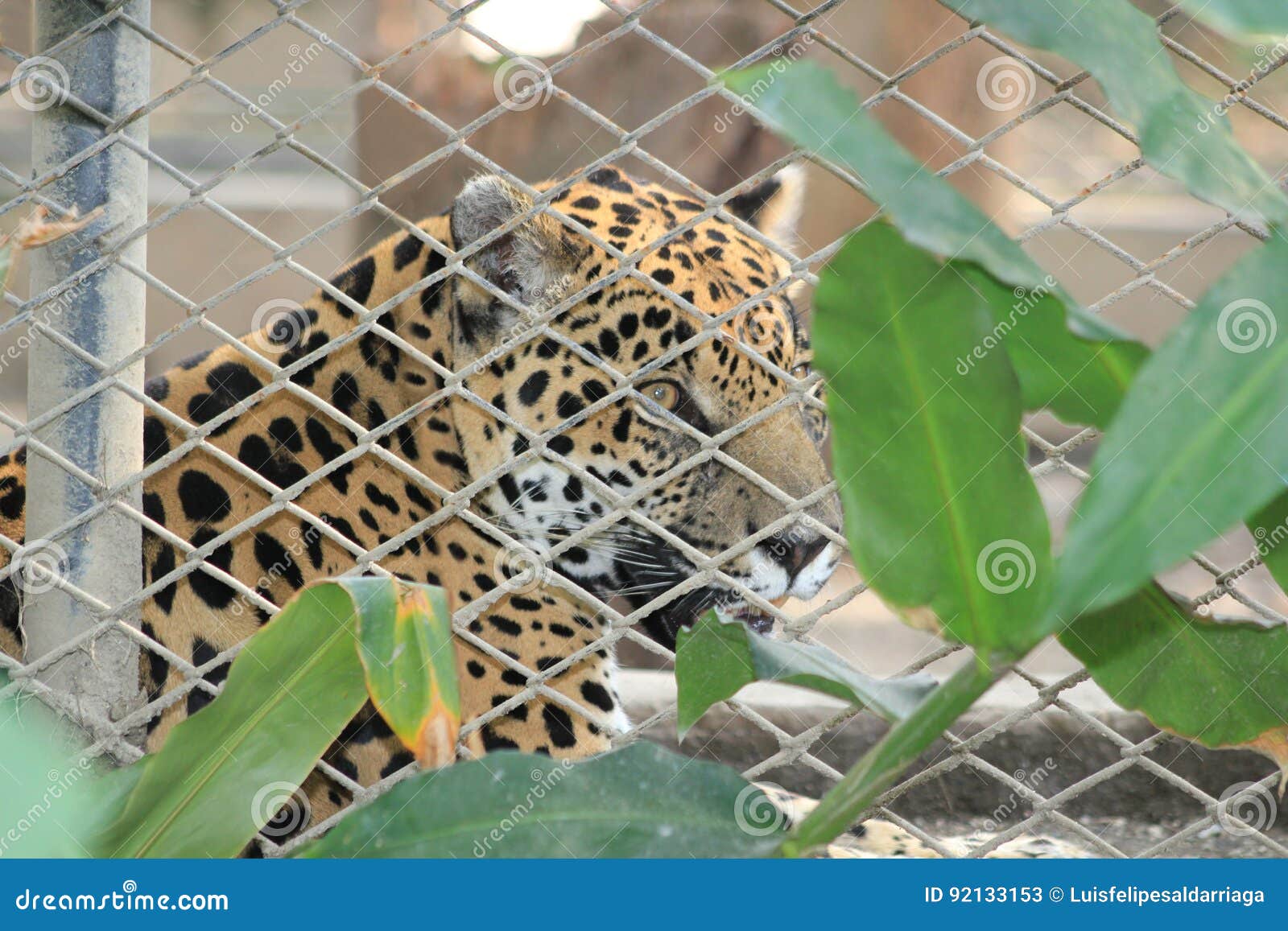 A Feline Animal Behind Bars in Zoo. Stock Image - Image of tropical ...