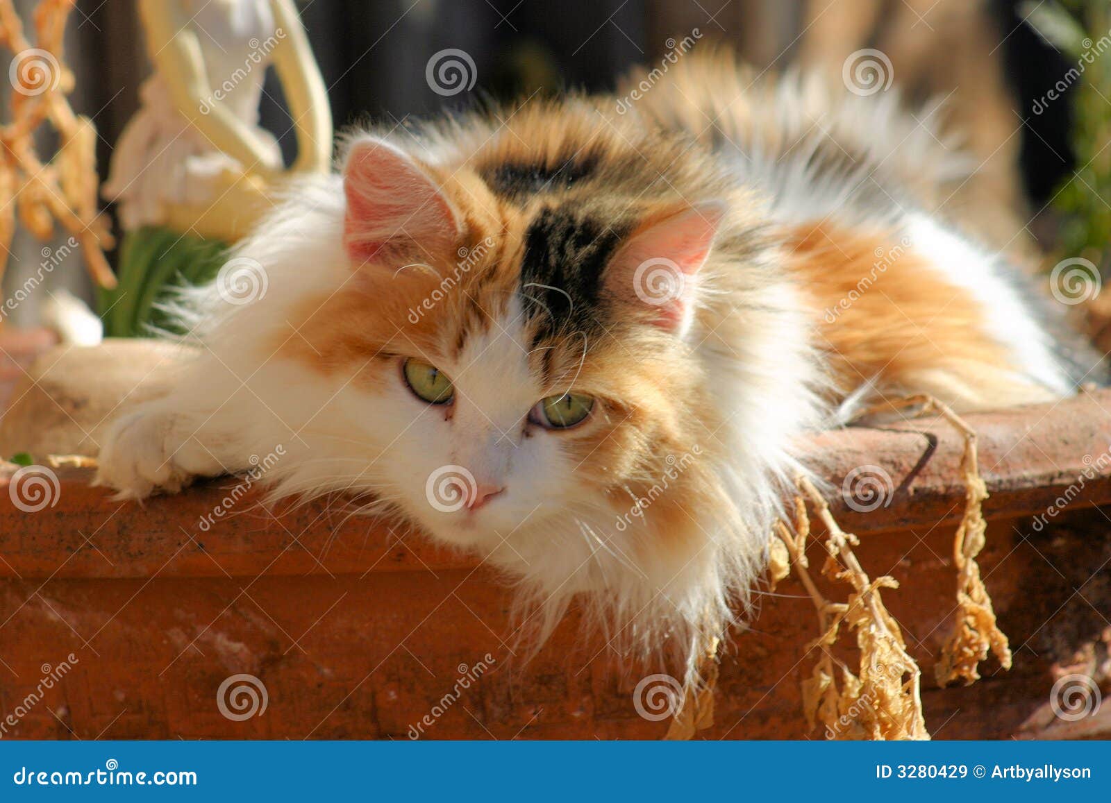 Feline Calico stock image. Image of cuddly, mammal, furry - 3280429