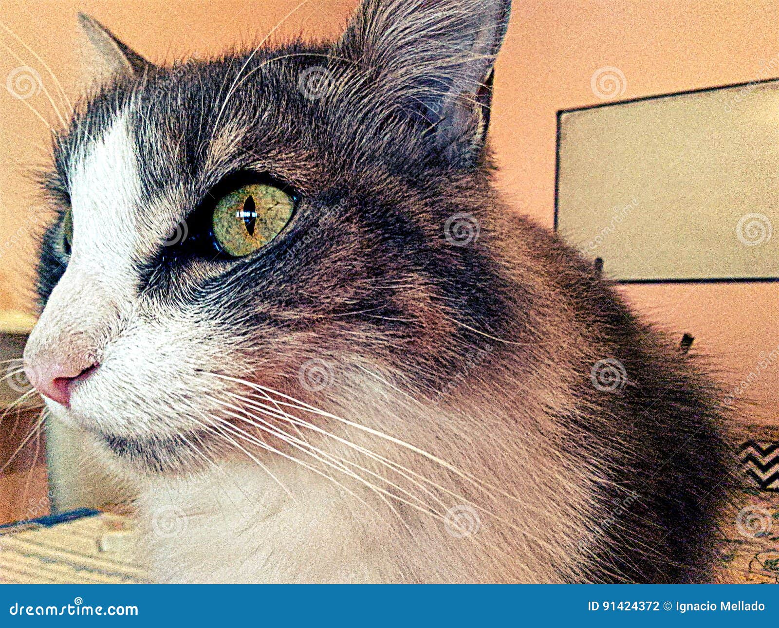 Feline concentration stock photo. Image of staring, concentration ...