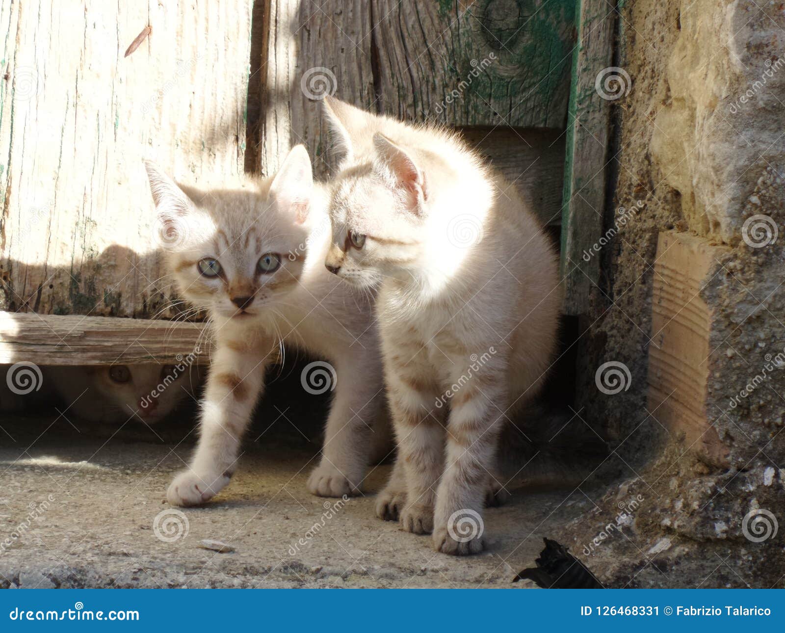 Kittens Outdoors in Natural Light Stock Image - Image of animals ...