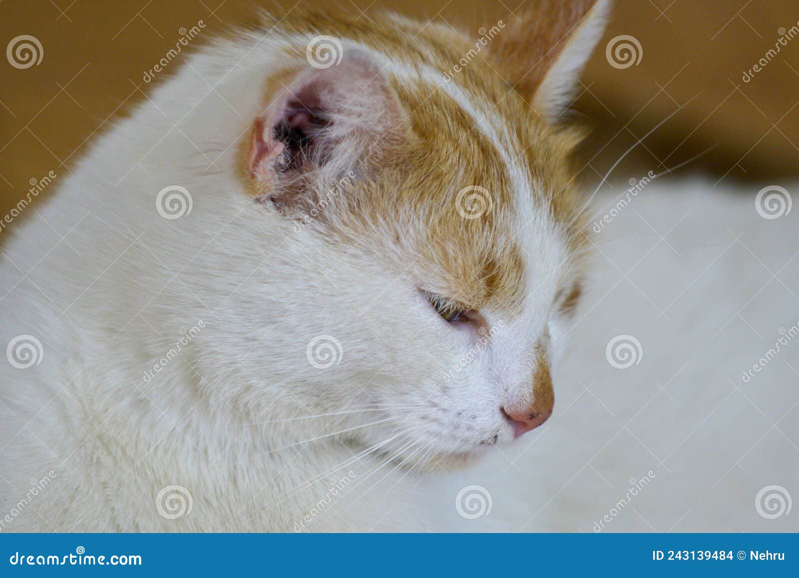 Feline Face Portrait, Domestic Cat Stock Photo - Image of fauna, hair ...