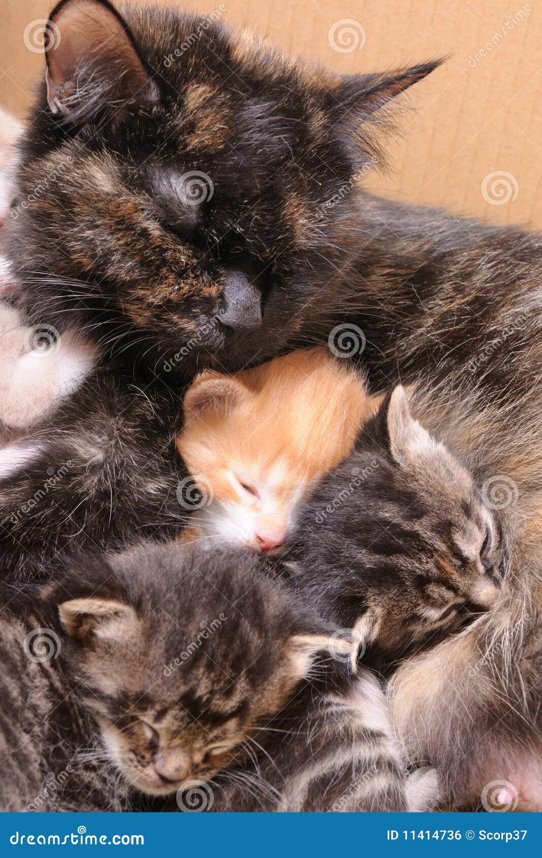 Feline family stock photo. Image of adorable, feline - 11414736