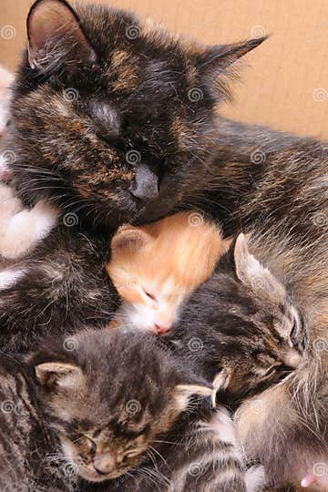 Feline family stock photo. Image of adorable, feline - 11414736