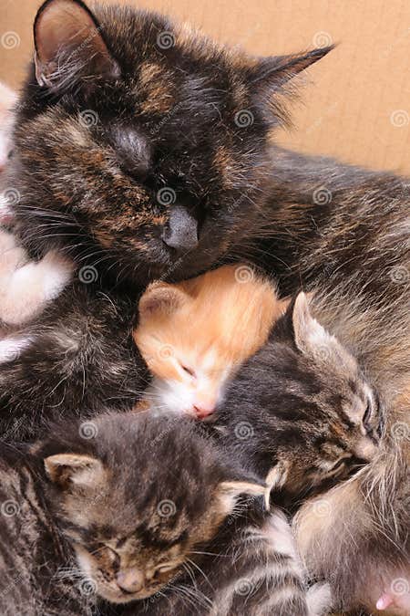 Feline family stock photo. Image of adorable, feline - 11414736