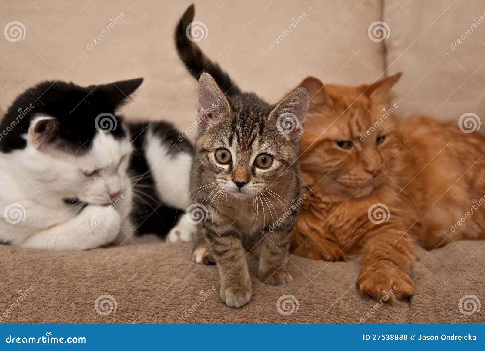 Feline Family stock photo. Image of animal, little, inquisitive - 27538880