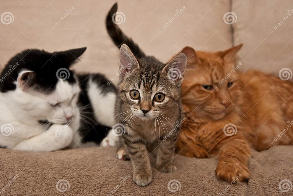 Feline Family stock photo. Image of animal, little, inquisitive - 27538880