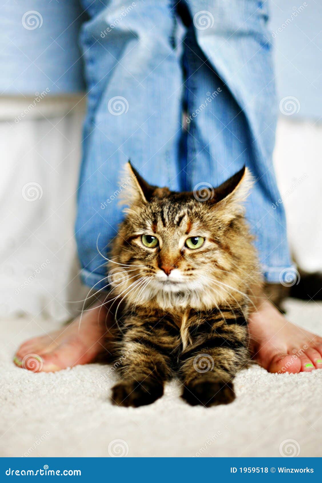 Feline & Feet stock photo. Image of love, kitten, funny - 1959518