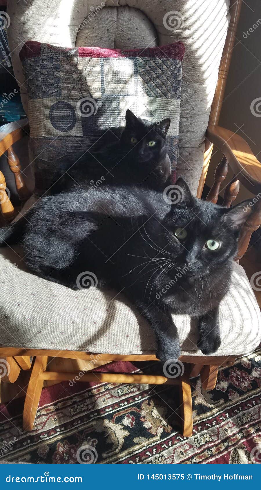 Feline Friends for life stock image. Image of friends - 145013575