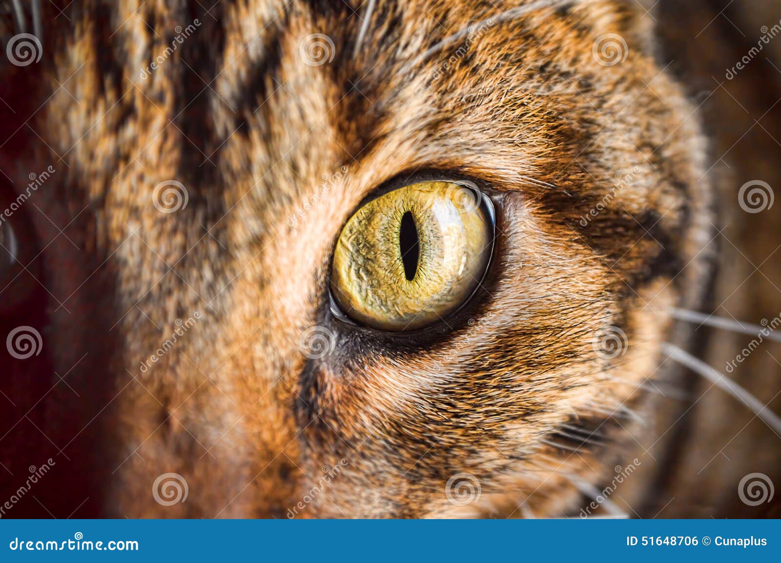 Feline look stock photo. Image of fluffy, feline, closeup - 51648706