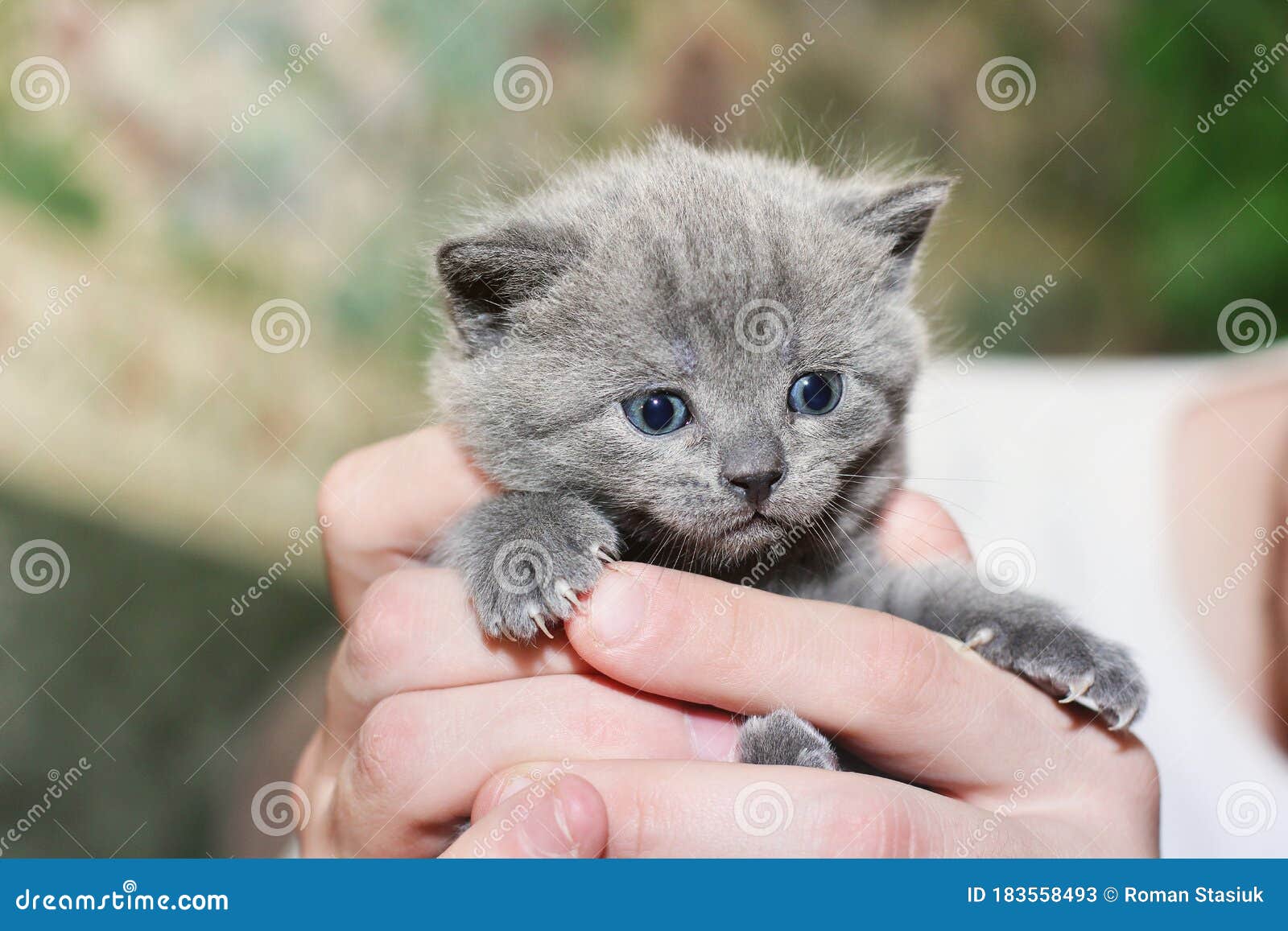 Felis Catus. Little Kitten in the Hands Stock Image - Image of cats ...