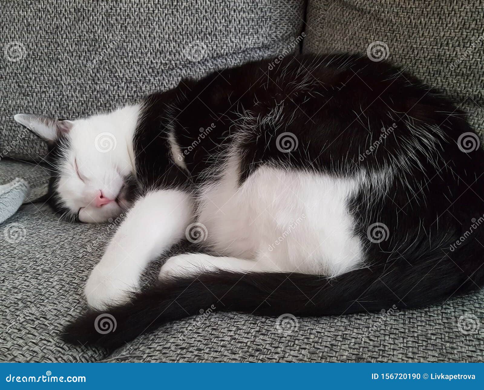 Felix, the Cat is Enjoying His Time Stock Photo - Image of enjoying ...