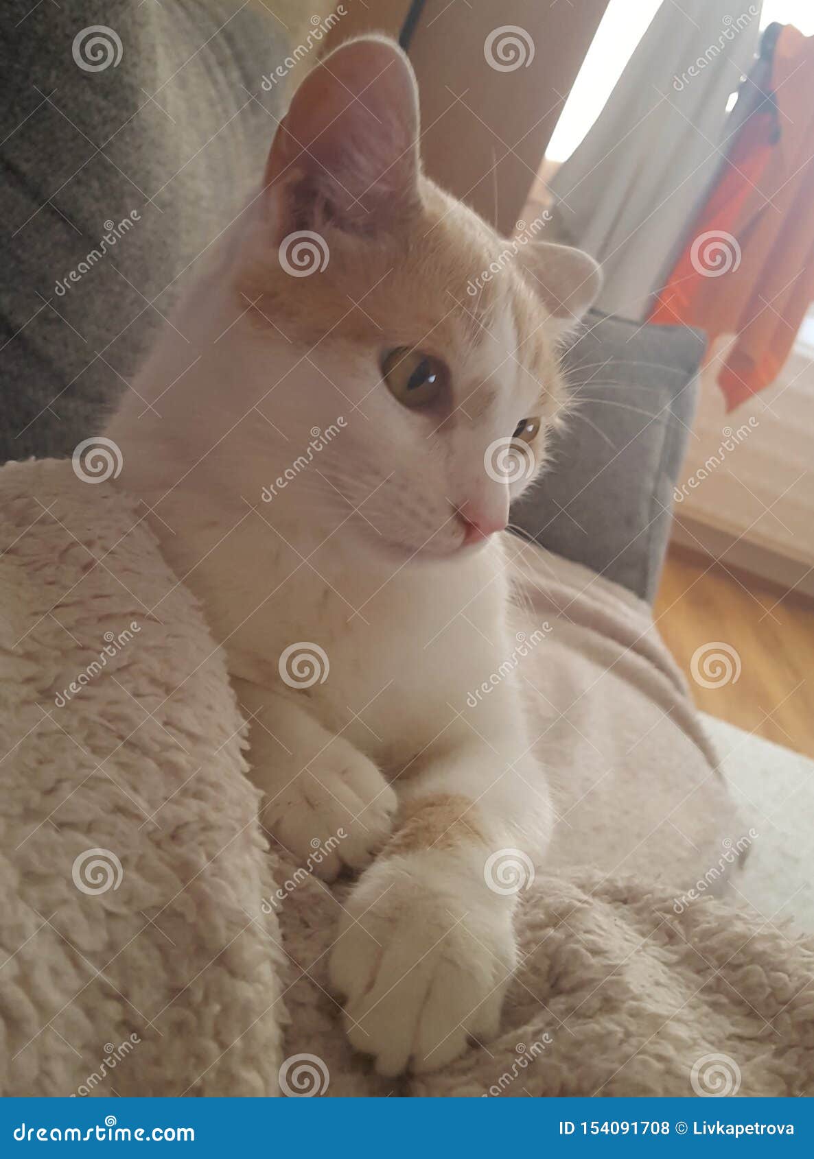 Garfield is Laying on the Sofa Stock Photo - Image of sweet, pose ...