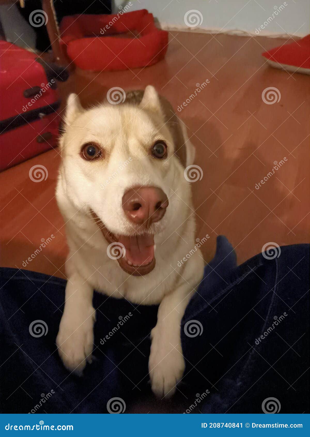 Feliz husky siberiano imagen de archivo. Imagen de nariz - 208740841