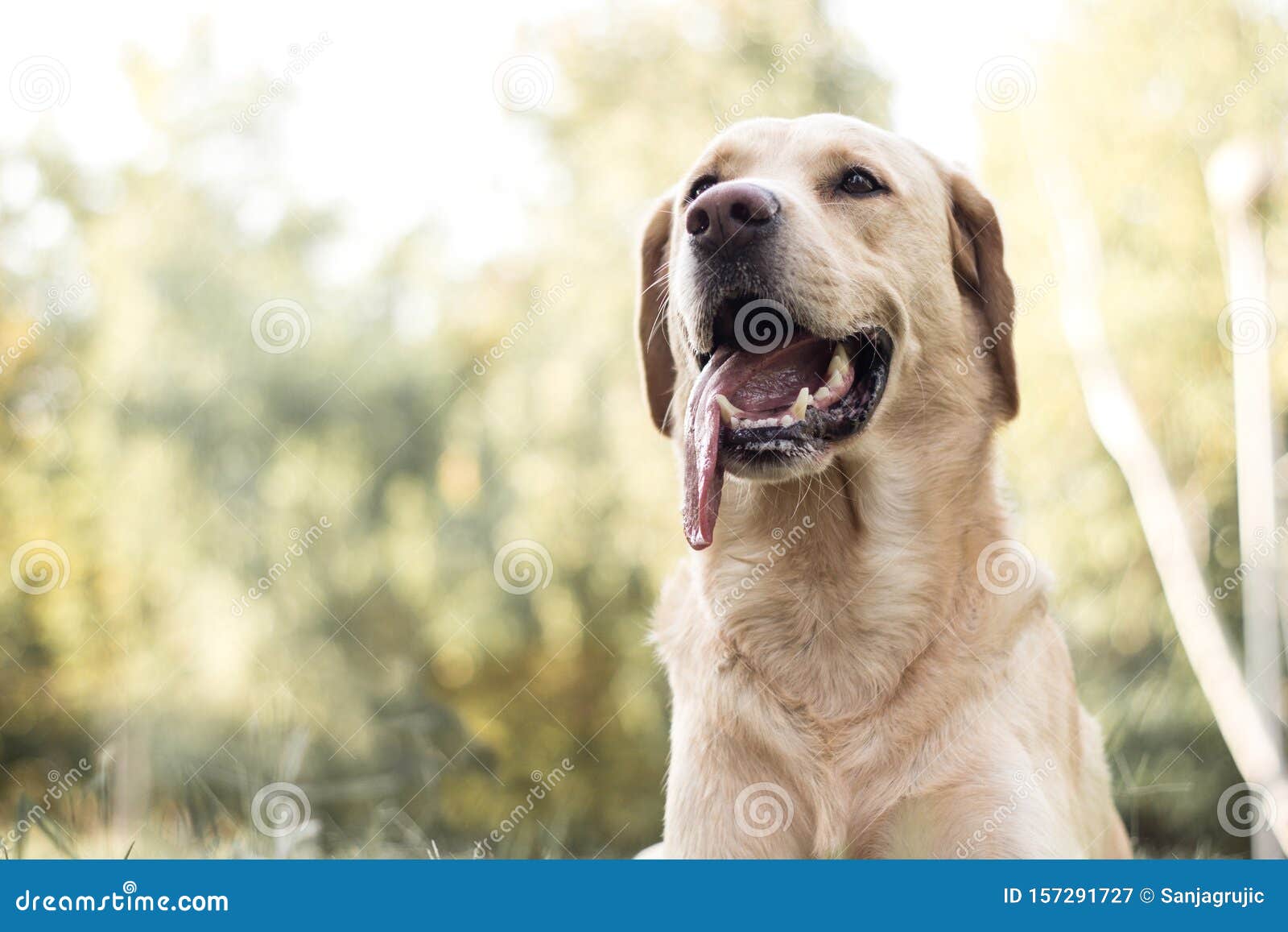 Feliz Perro Labrador Sonriente Afuera Imagen de archivo - Imagen de ...