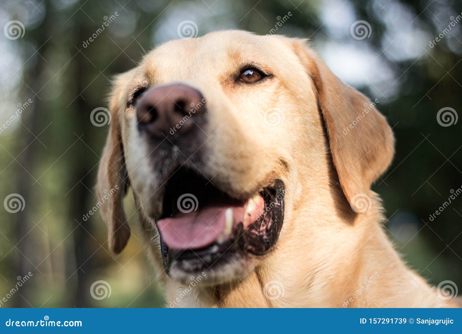 Feliz Perro Labrador Sonriente Afuera Imagen de archivo - Imagen de ...