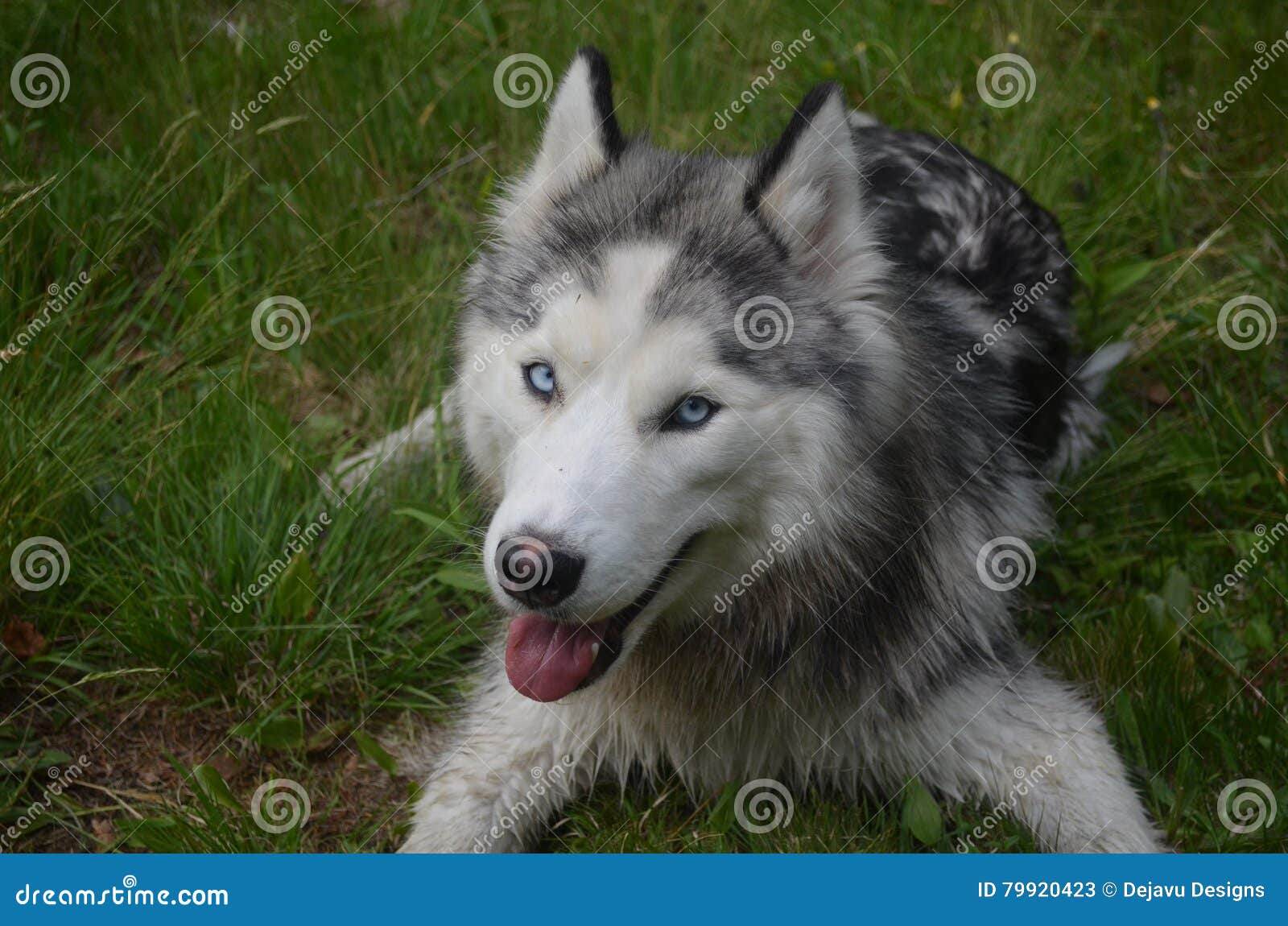 Feliz Va Lucky Siberian Husky Imagen de archivo - Imagen de lindo, rosa ...
