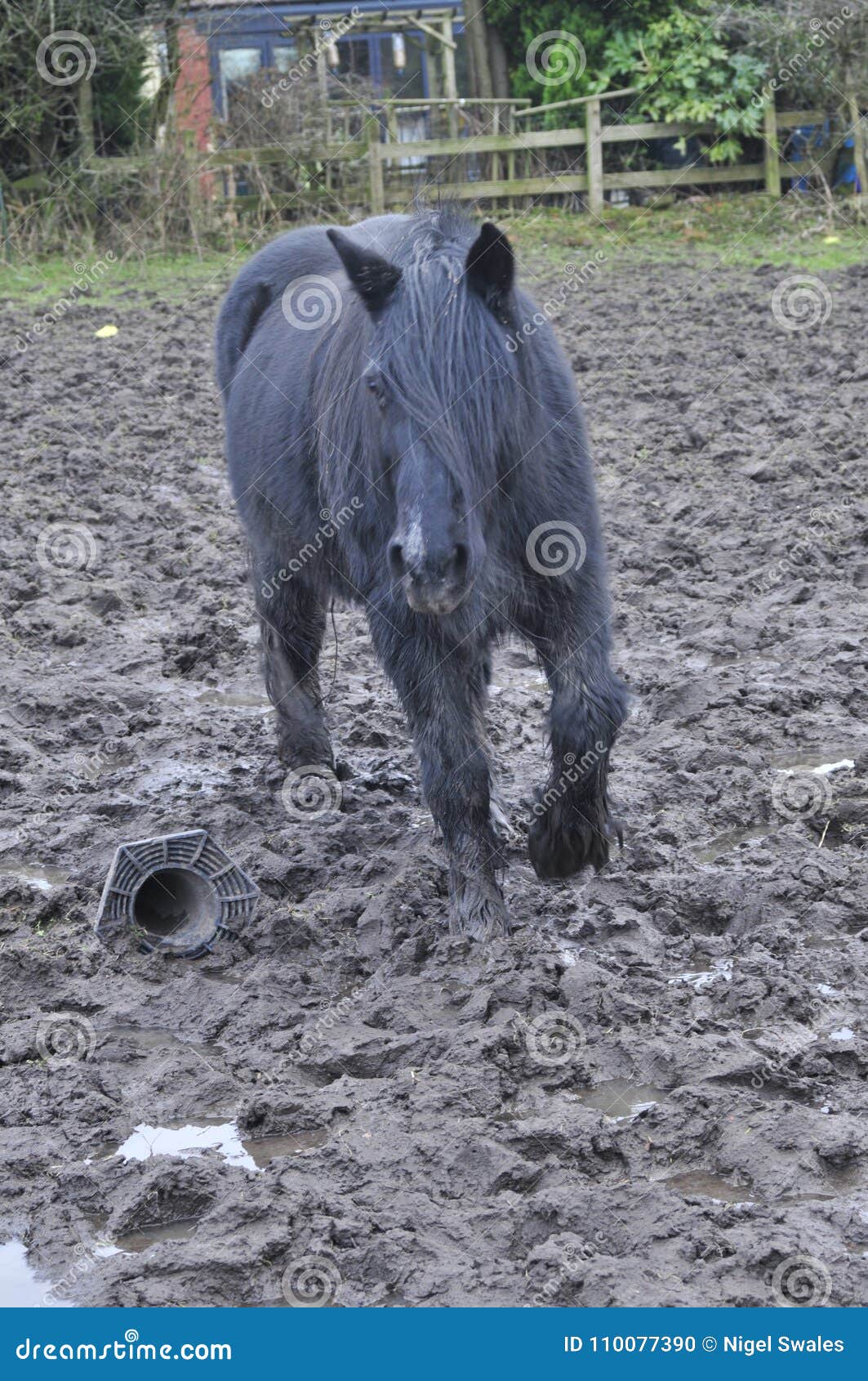 Fell pony in mud stock photo. Image of field, perfect - 110077390