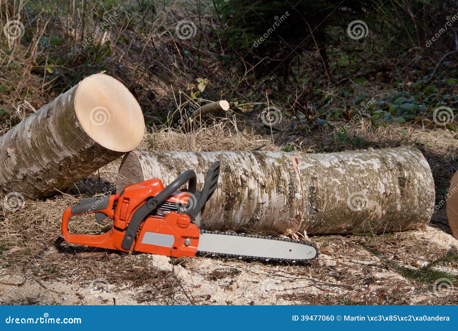 Felled birch tree stock photo. Image of equipment, engine - 39477060